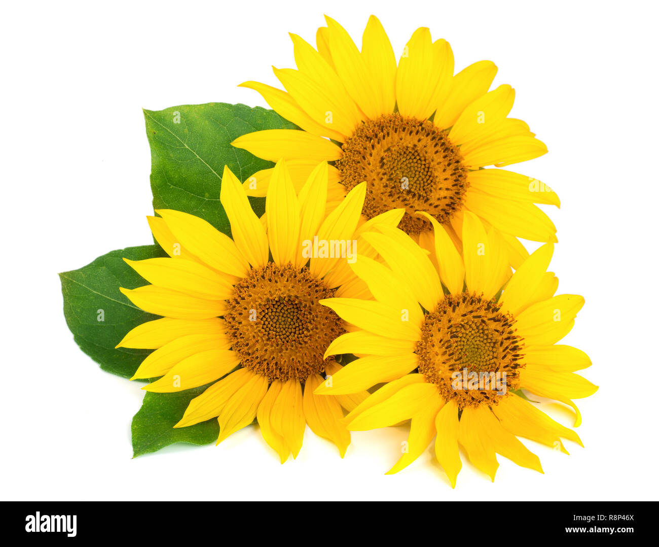 Three sunflowers with leaves isolated on white background Stock Photo ...