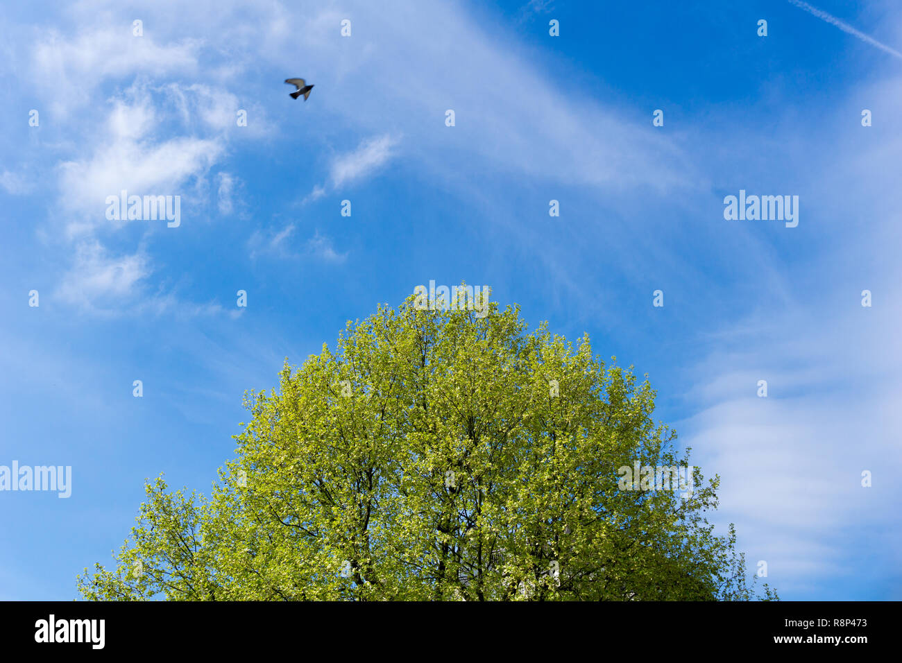 Tree tops forest bird hi-res stock photography and images - Alamy
