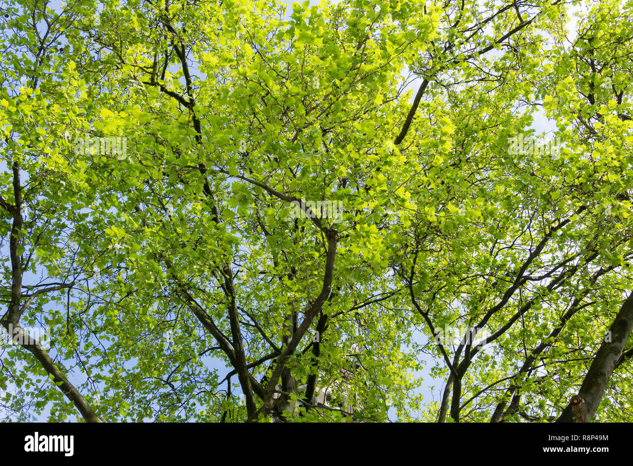 Tree tops green leaves hi-res stock photography and images - Alamy
