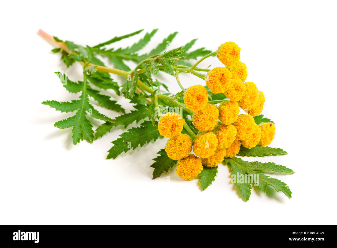 tansy with leaf isolated on a white background. Medical herb Stock ...
