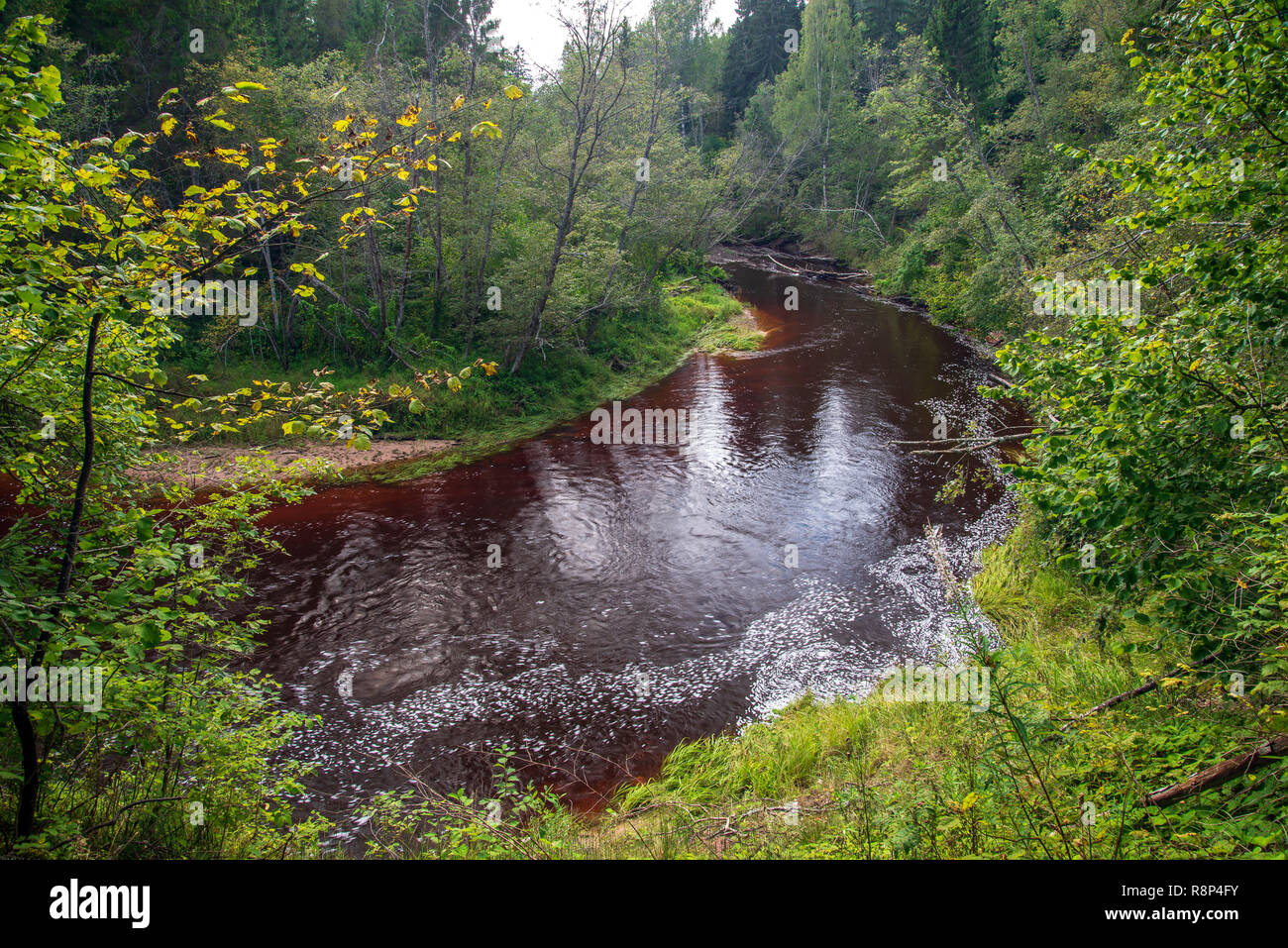 wavy river in forest in green summer. Amata river in Latvia, view from ...