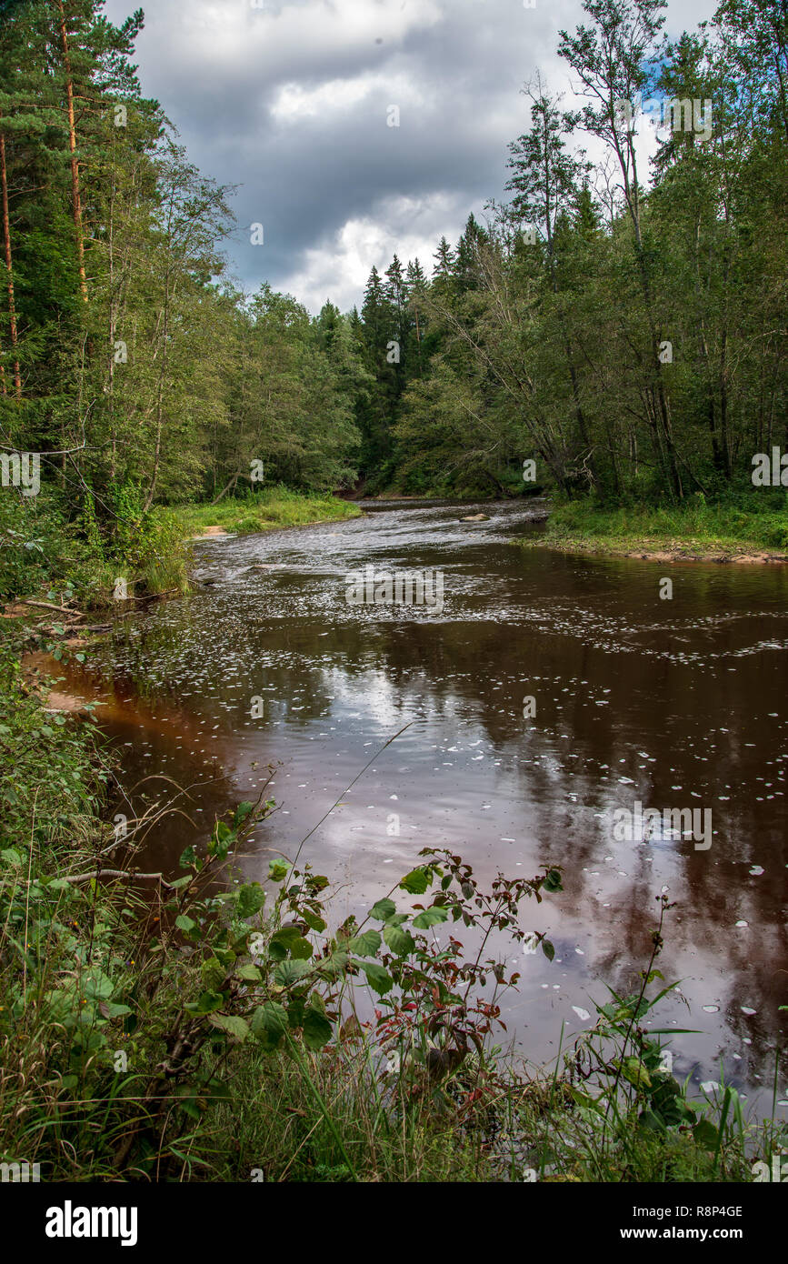 wavy river in forest in green summer. Amata river in Latvia, view from ...