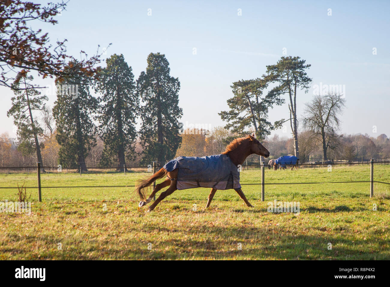 Horse cantering in rug hi-res stock photography and images - Alamy