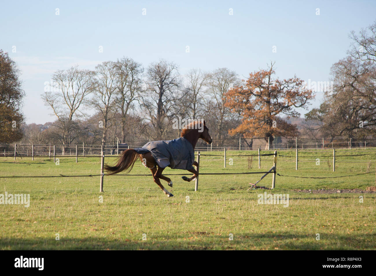 Time To Get Up Horse High Resolution Stock Photography and Images - Alamy