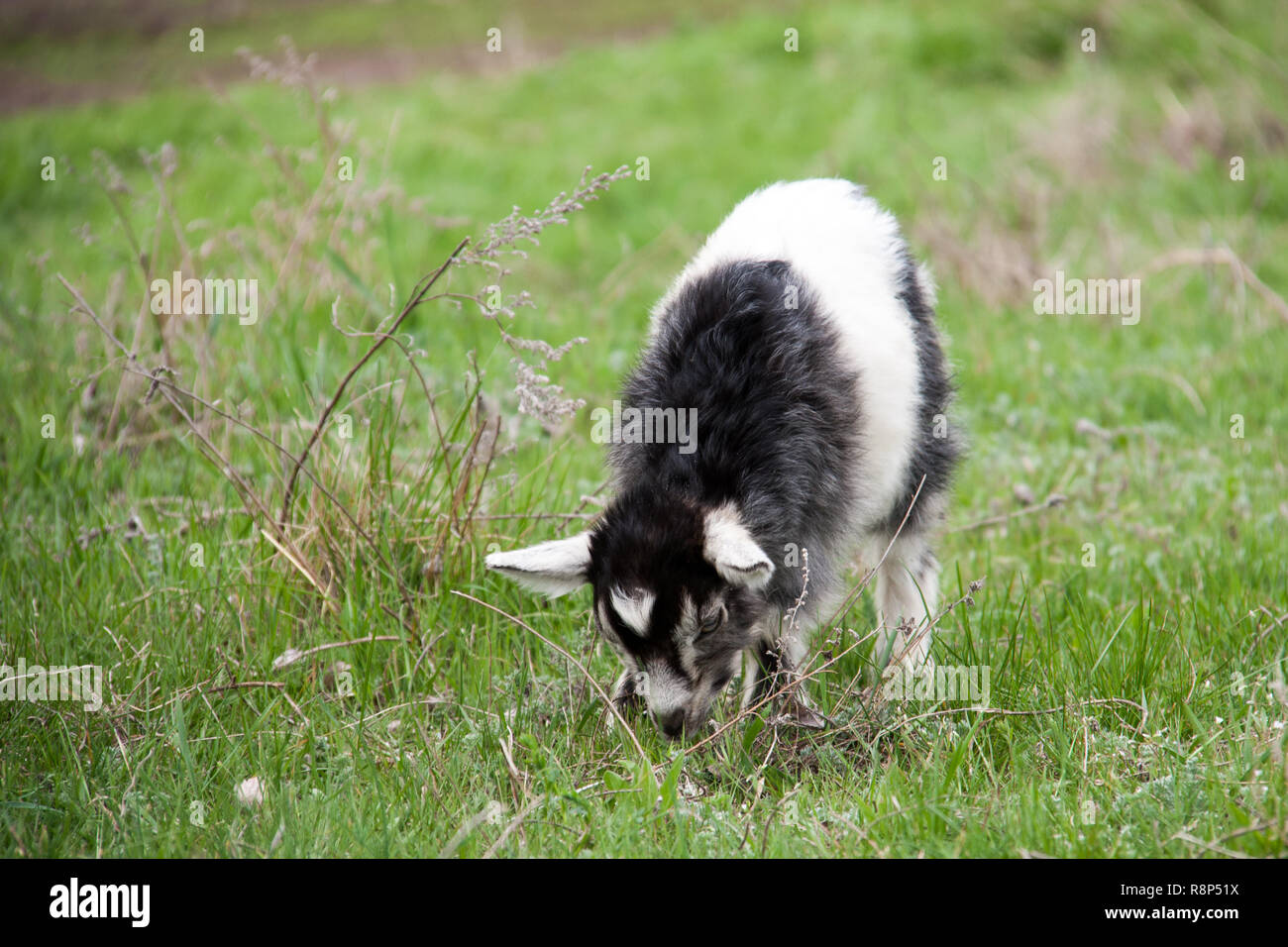 One little kid goat is grazing on the grass Stock Photo - Alamy
