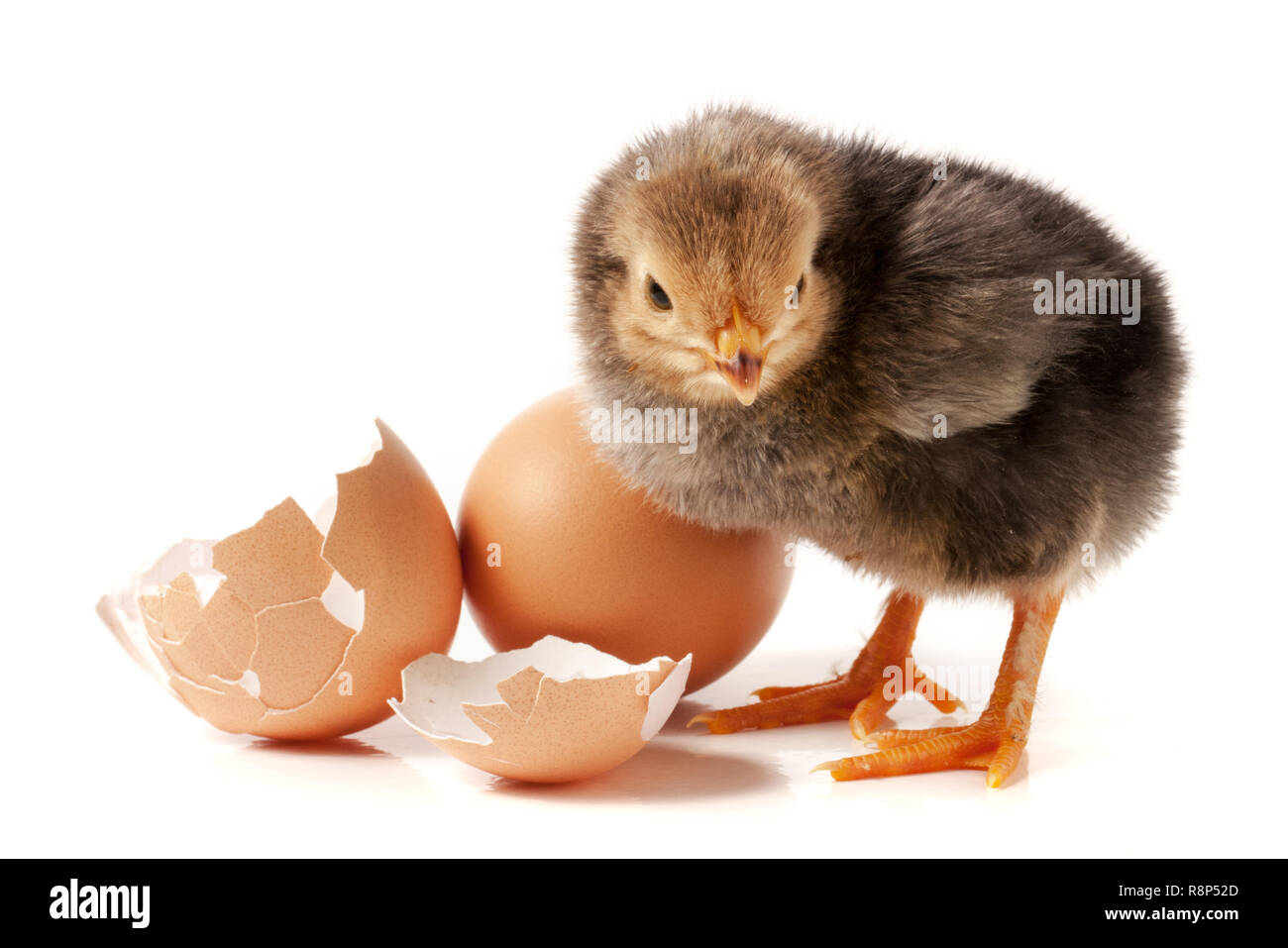Cute little chicken with egg isolated on white background Stock Photo ...