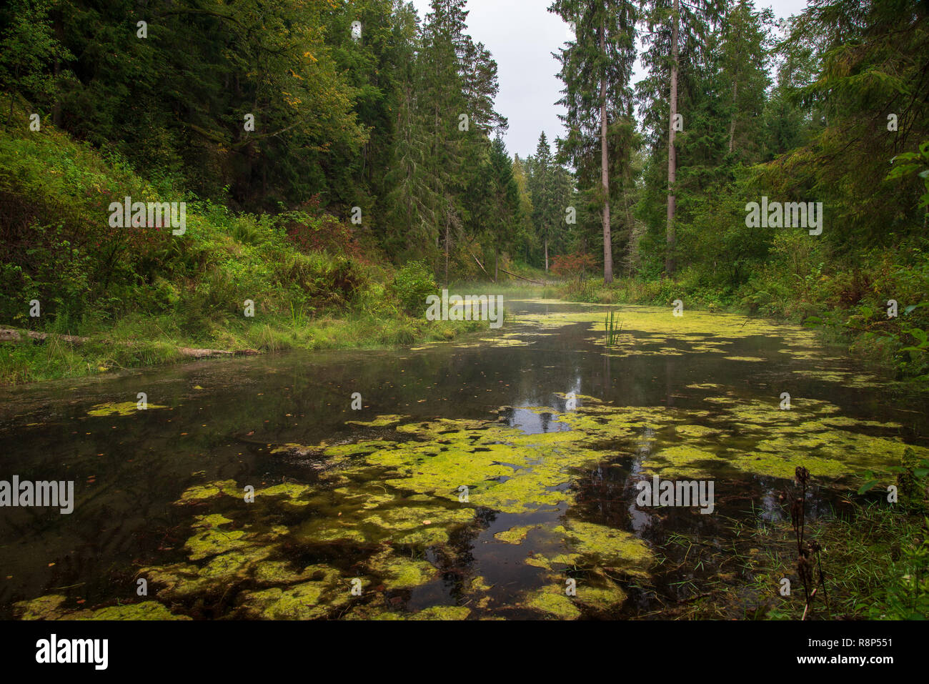 old stream of forest river in the woods, mist and water grass covering ...