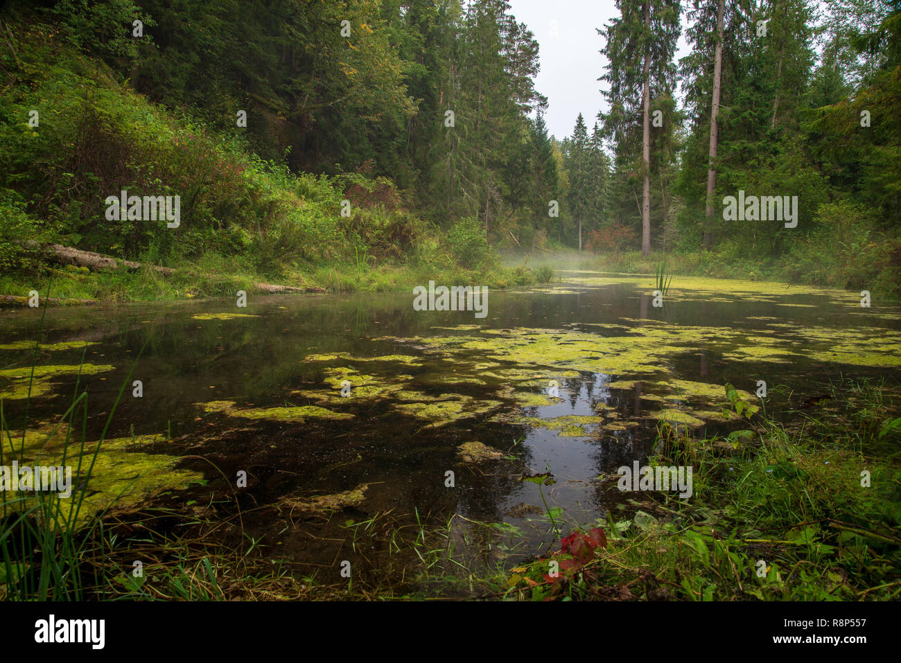 old stream of forest river in the woods, mist and water grass covering ...