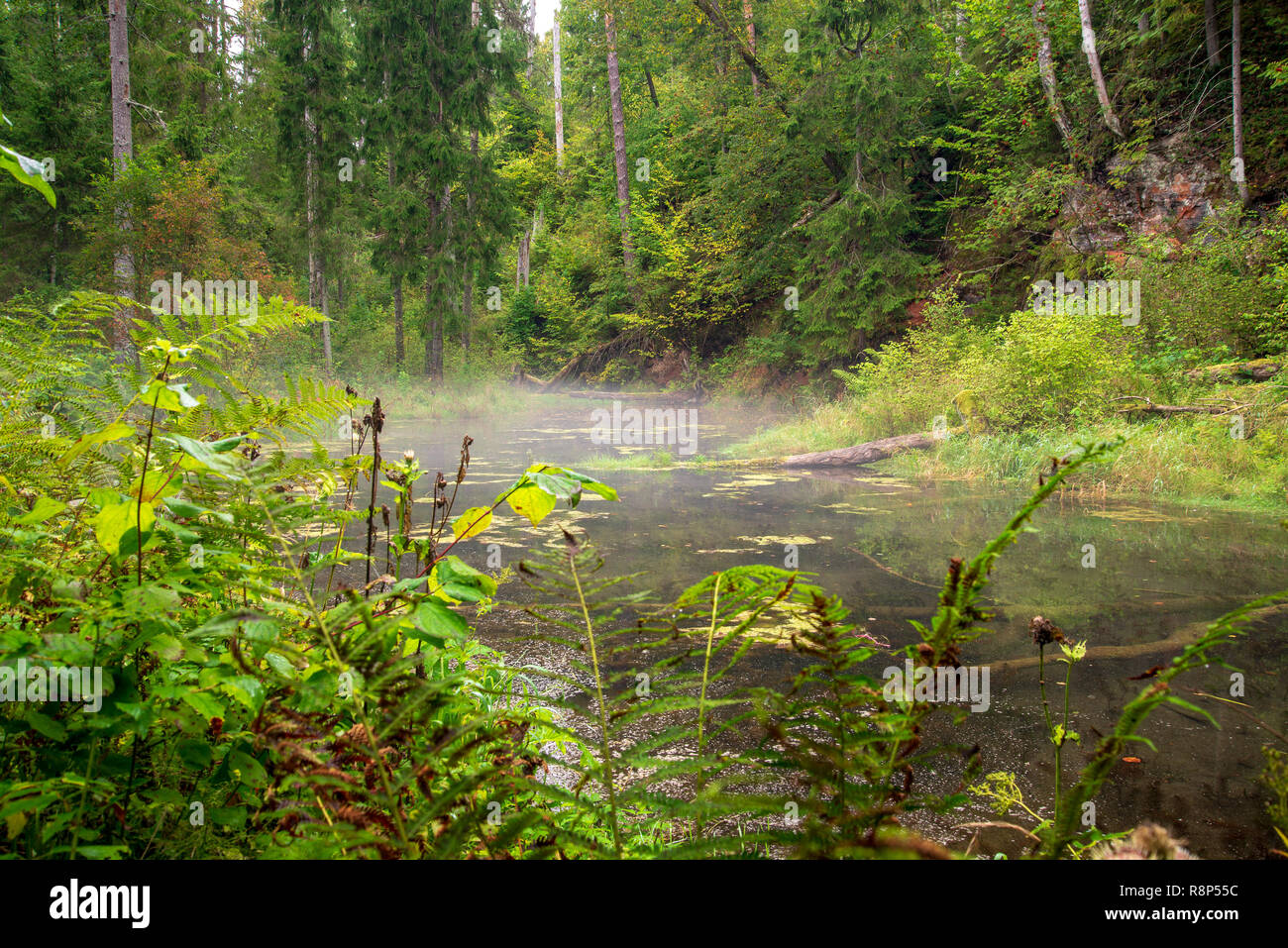 old stream of forest river in the woods, mist and water grass covering ...