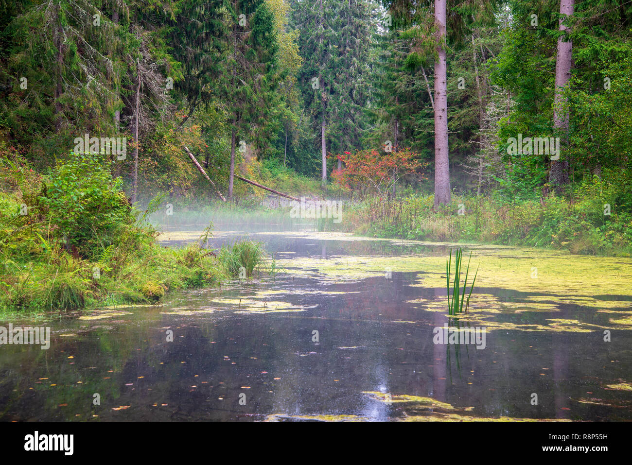 old stream of forest river in the woods, mist and water grass covering ...