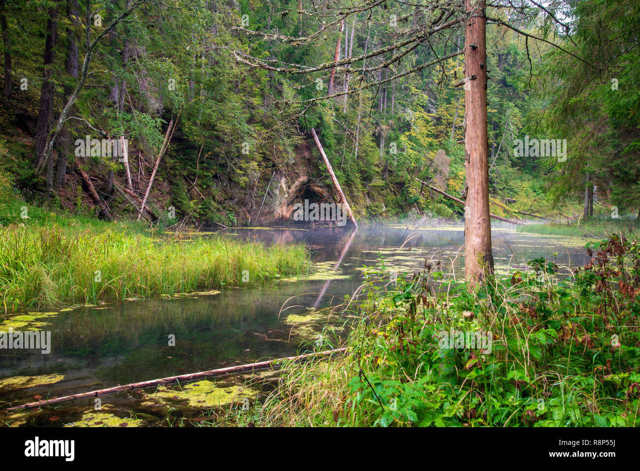 old stream of forest river in the woods, mist and water grass covering ...