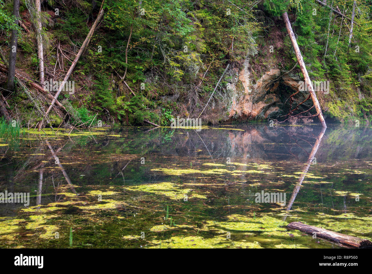 old stream of forest river in the woods, mist and water grass covering ...