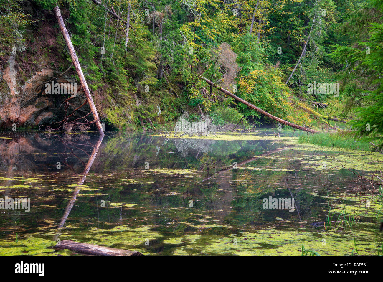 old stream of forest river in the woods, mist and water grass covering ...