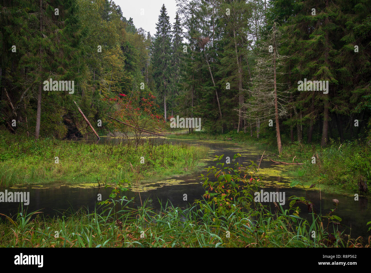 old stream of forest river in the woods, mist and water grass covering ...