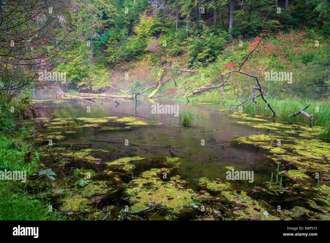 old stream of forest river in the woods, mist and water grass covering ...