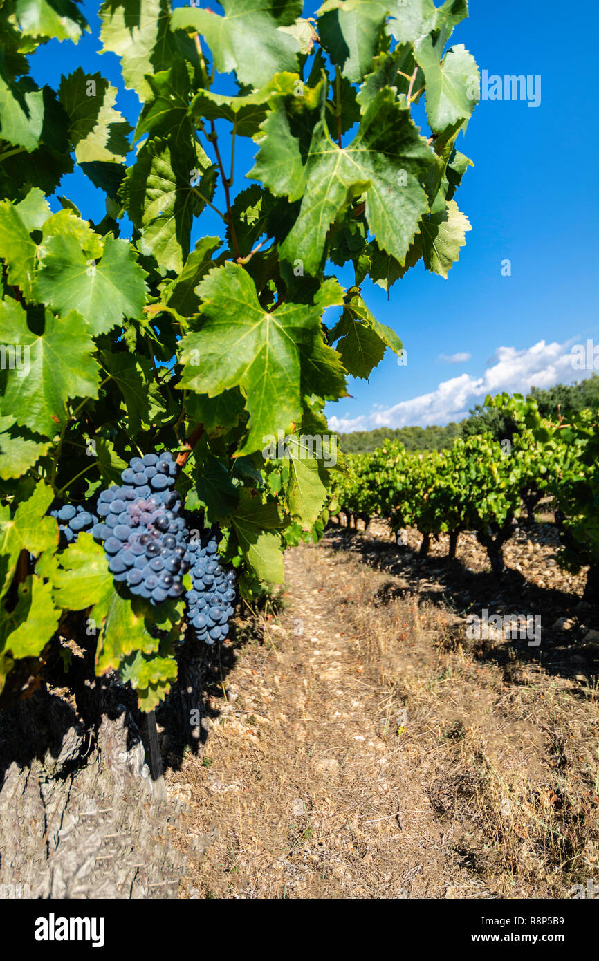Grapes, Rhone Valley, France Stock Photo - Alamy
