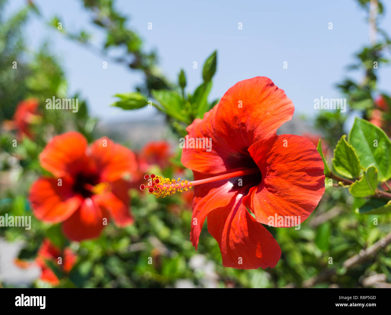 Botany garden a red tropical flower hi-res stock photography and images ...
