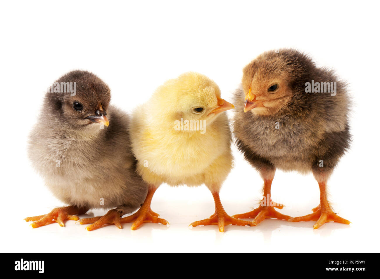 three little chicken isolated on white background Stock Photo - Alamy