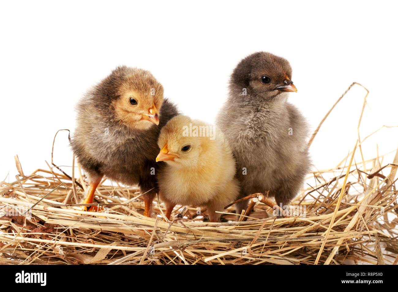 three baby chicken in the straw nest on white background Stock Photo ...