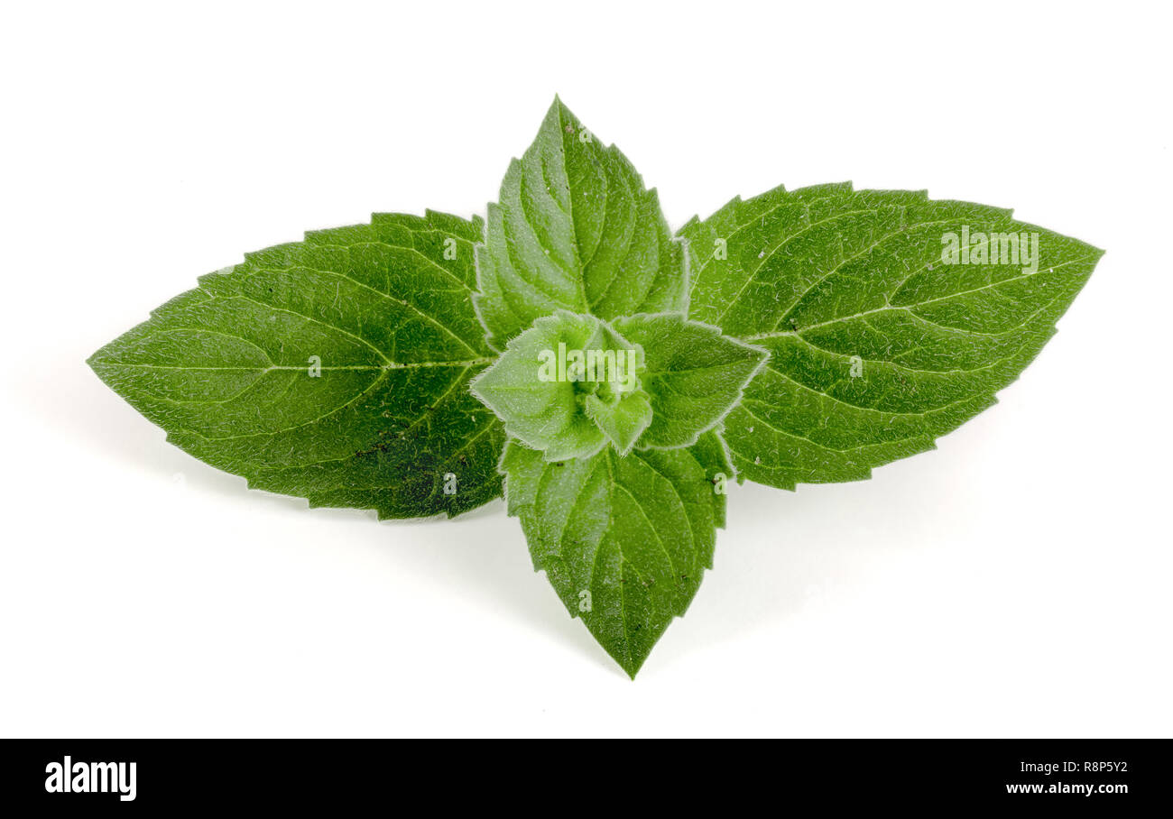 Fresh mint leaf isolated on white background Stock Photo - Alamy