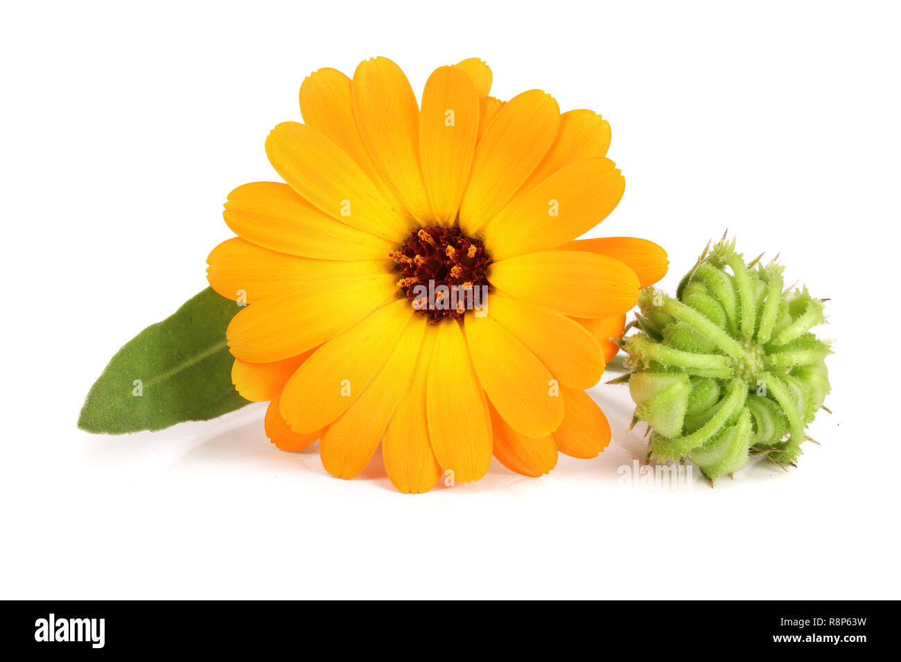 Calendula. Marigold flower with leaf isolated on white background Stock ...