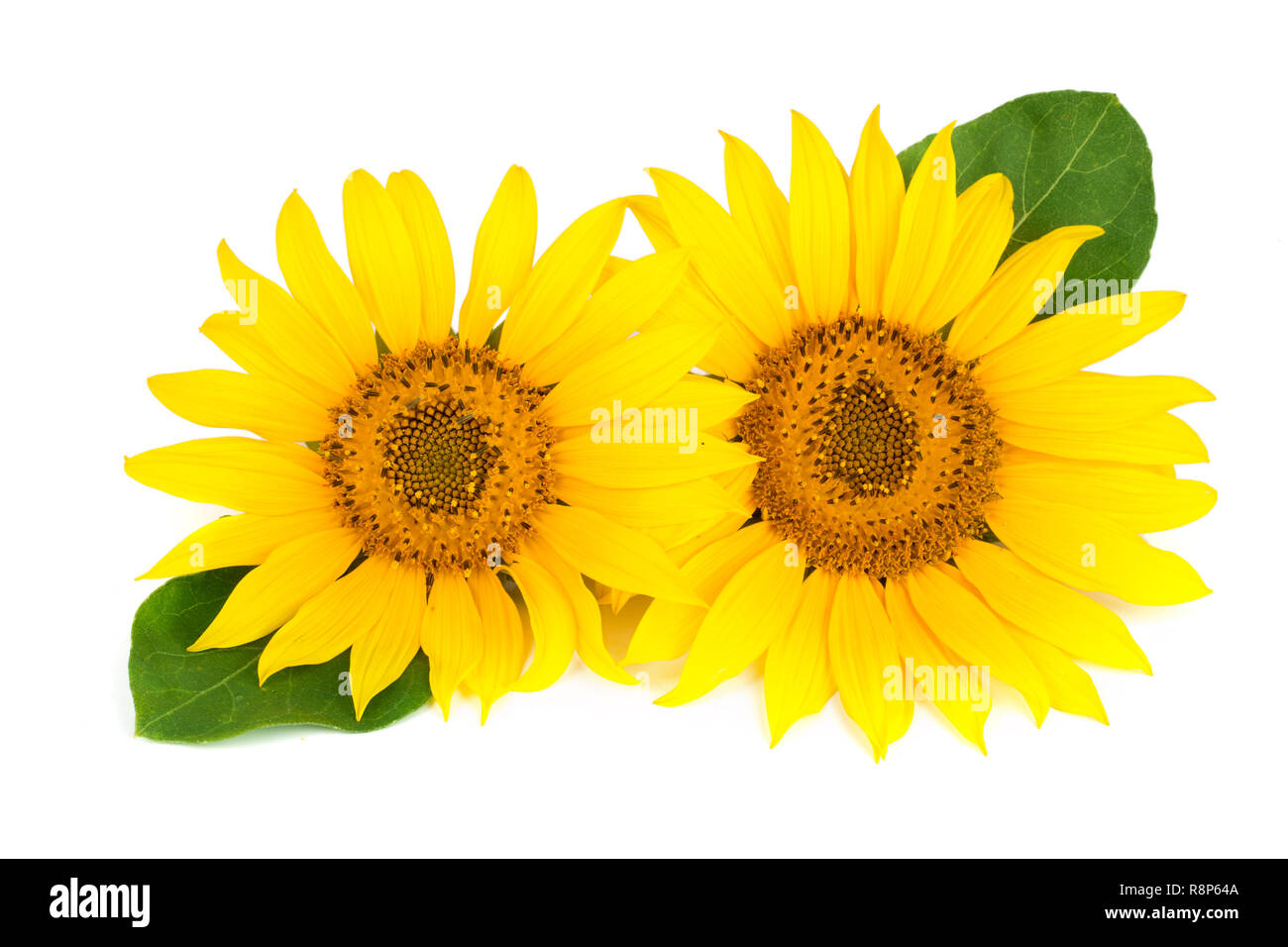 Two sunflowers with leaves isolated on white background Stock Photo - Alamy