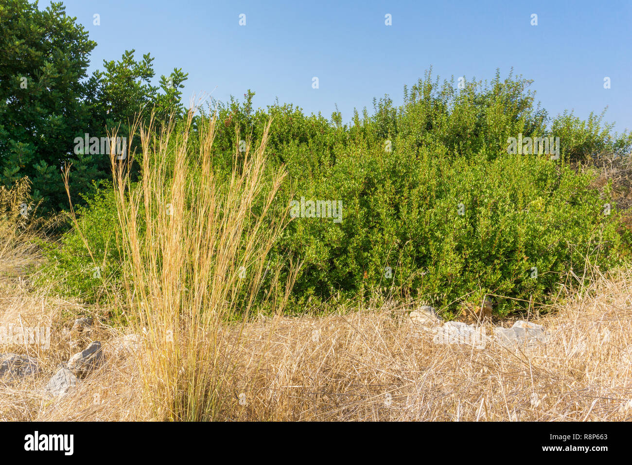 Flora of crete hi-res stock photography and images - Alamy