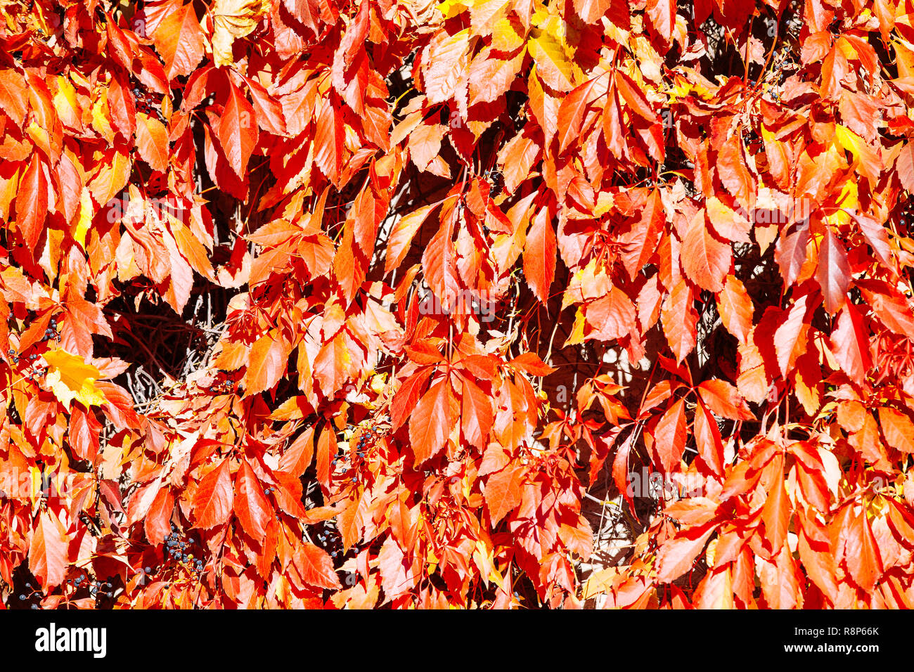 Leaves turning colour hi-res stock photography and images - Alamy