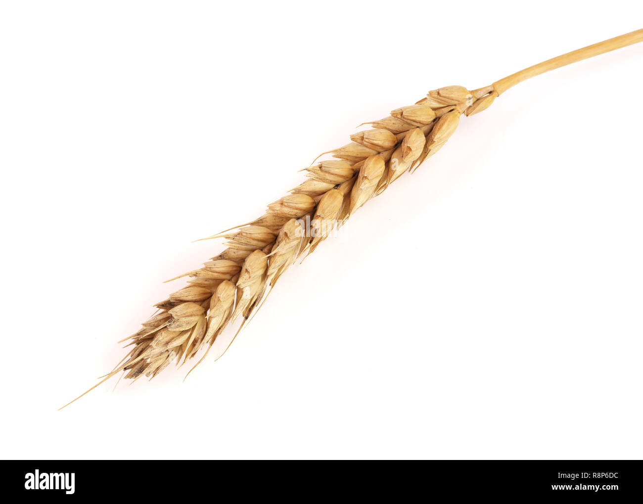 ears of wheat isolated on white background. Top view Stock Photo - Alamy