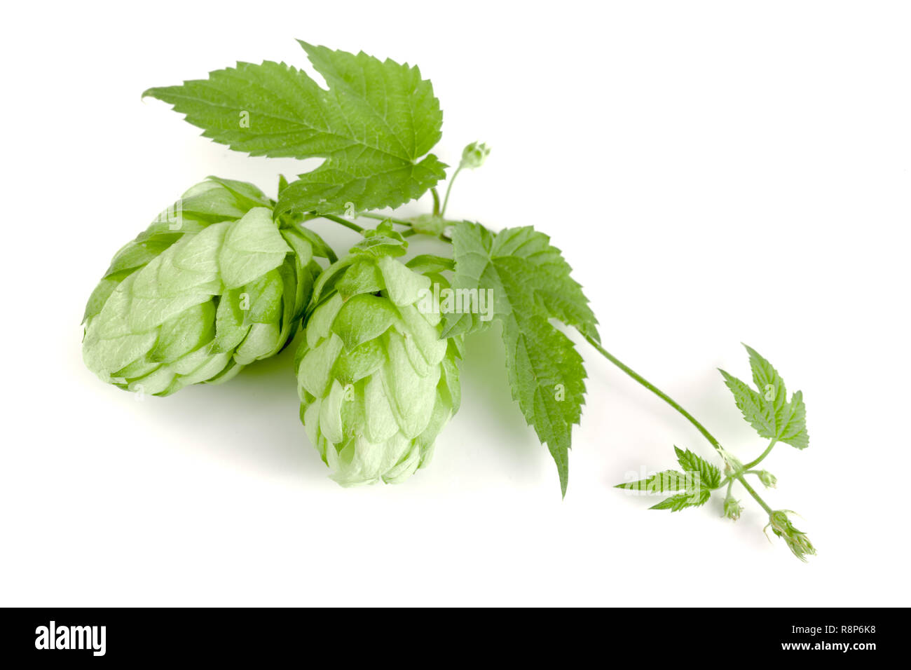 hop cone with leaf isolated on white background close-up Stock Photo ...