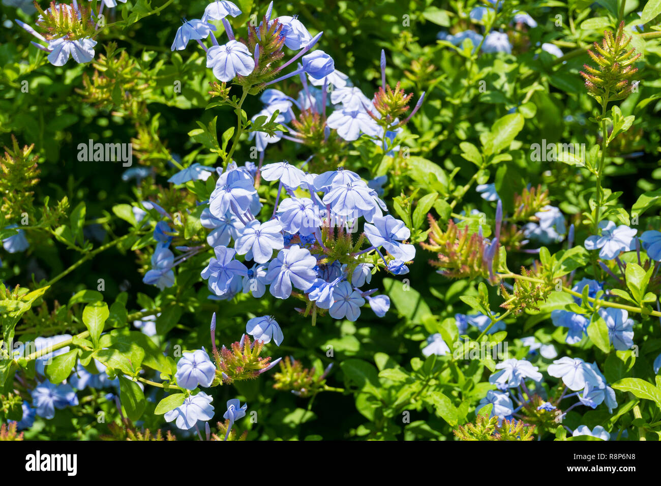 Native plumbago hi-res stock photography and images - Alamy