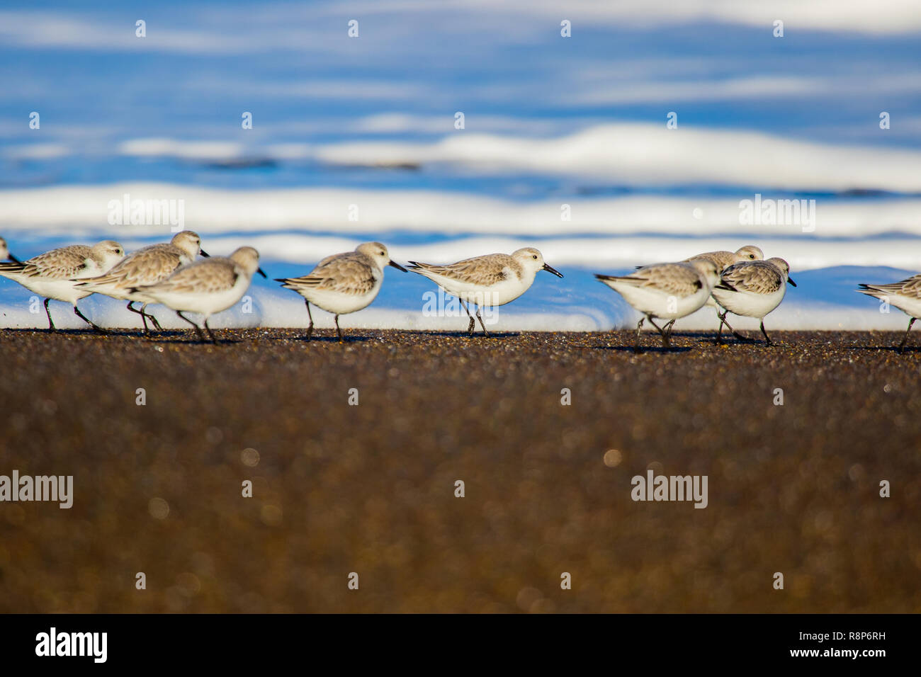 California coastal birds hi-res stock photography and images - Alamy