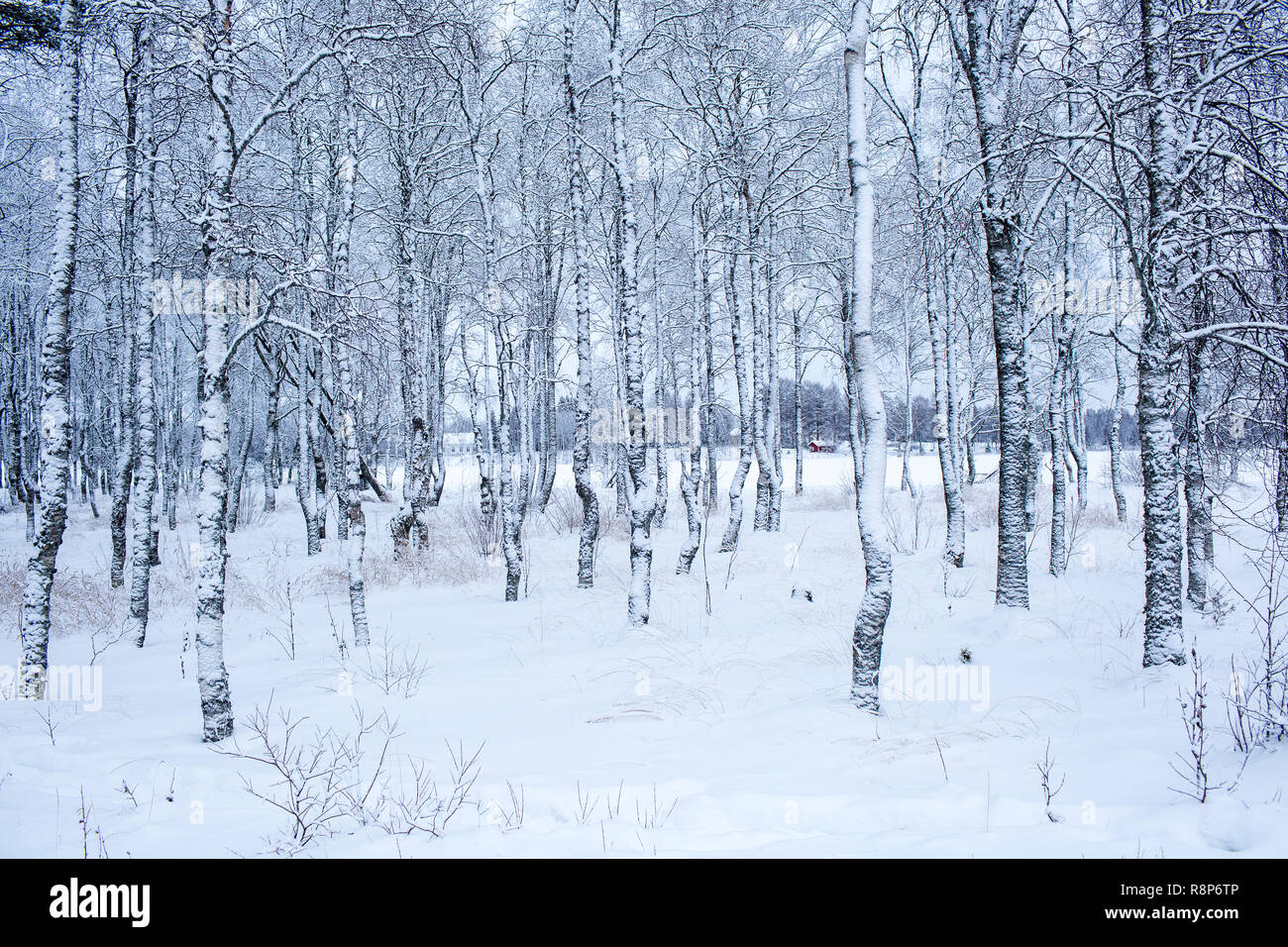 Snow covered birch forest, Kuusamo, Finland Stock Photo - Alamy