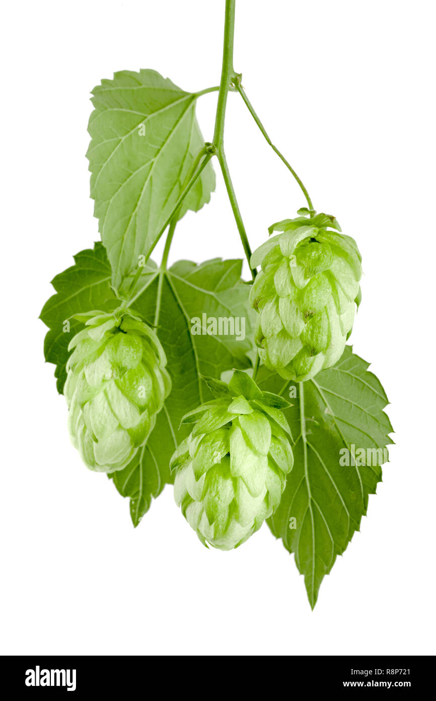 hop cones with leaf isolated on white background close-up. Top view ...