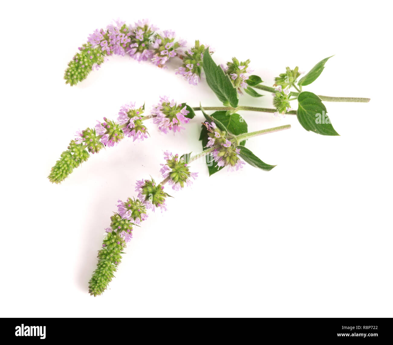 fresh peppermint herb with flowers isolated on white background Stock ...