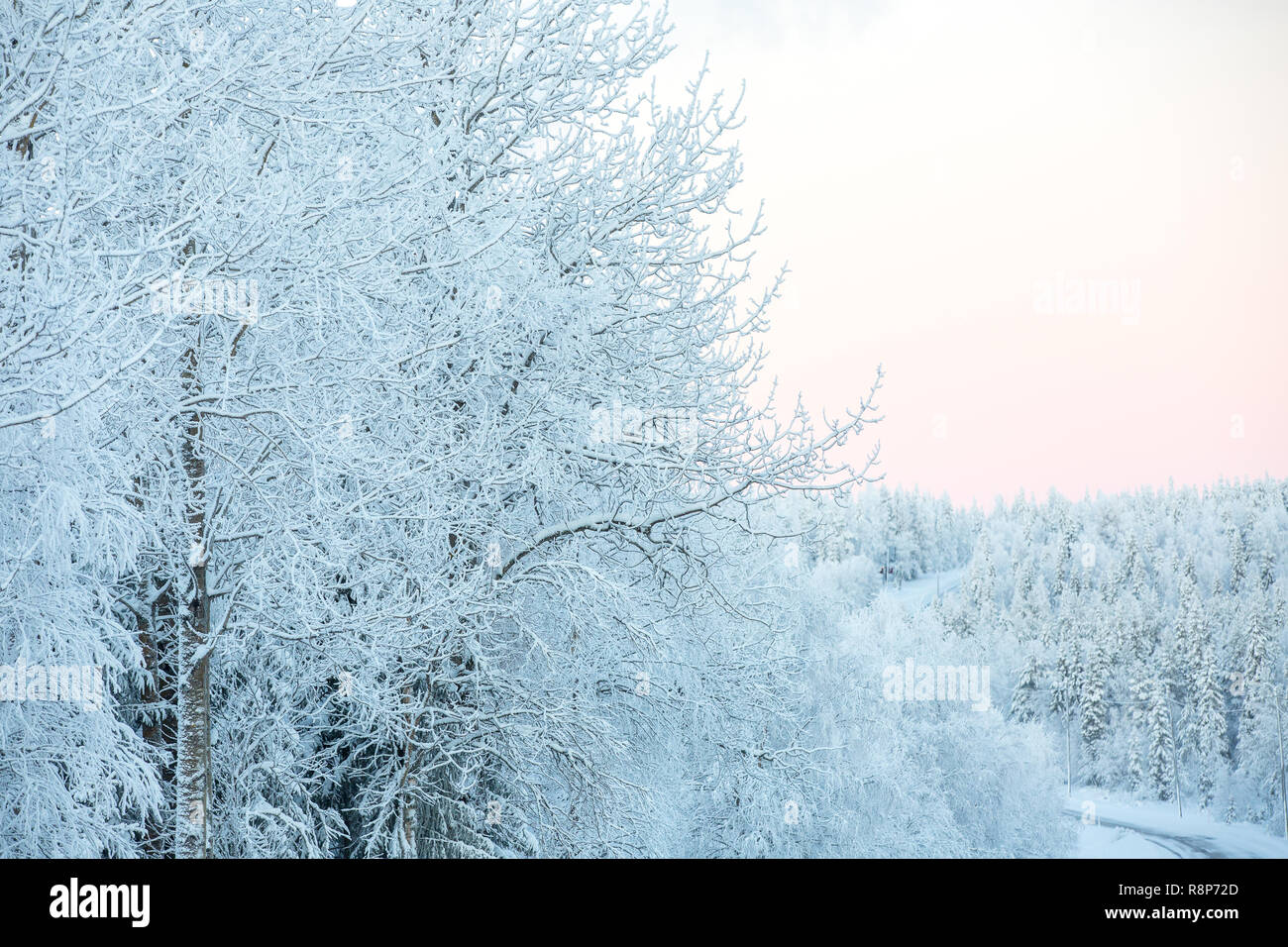 Snow-covered forest, Ruka, Kuusamo, Finland Stock Photo - Alamy