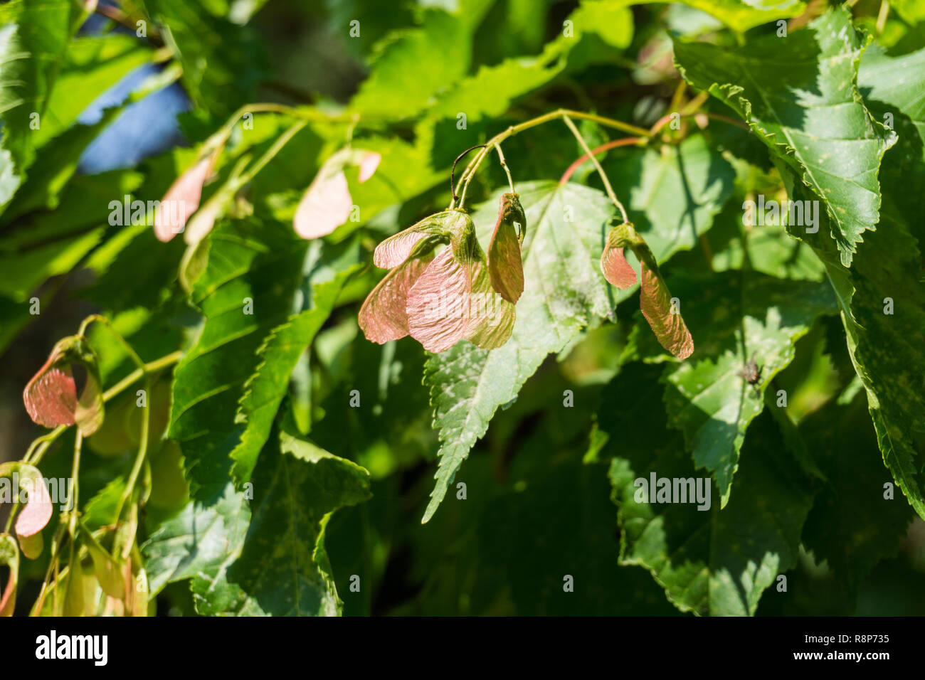Helicopter seeds hi-res stock photography and images - Alamy