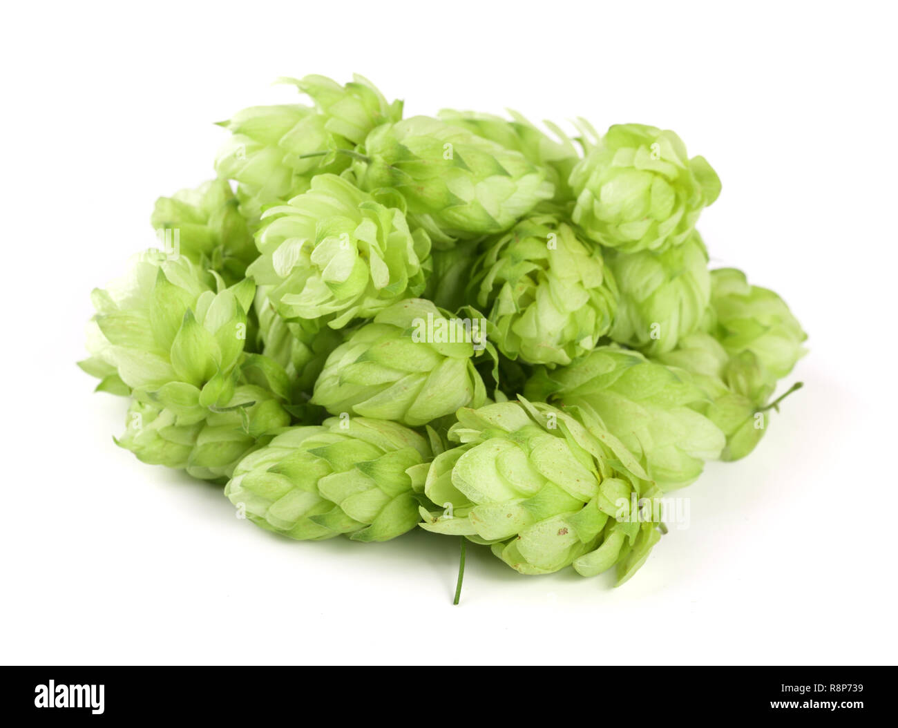 hop cones isolated on white background close-up Stock Photo - Alamy