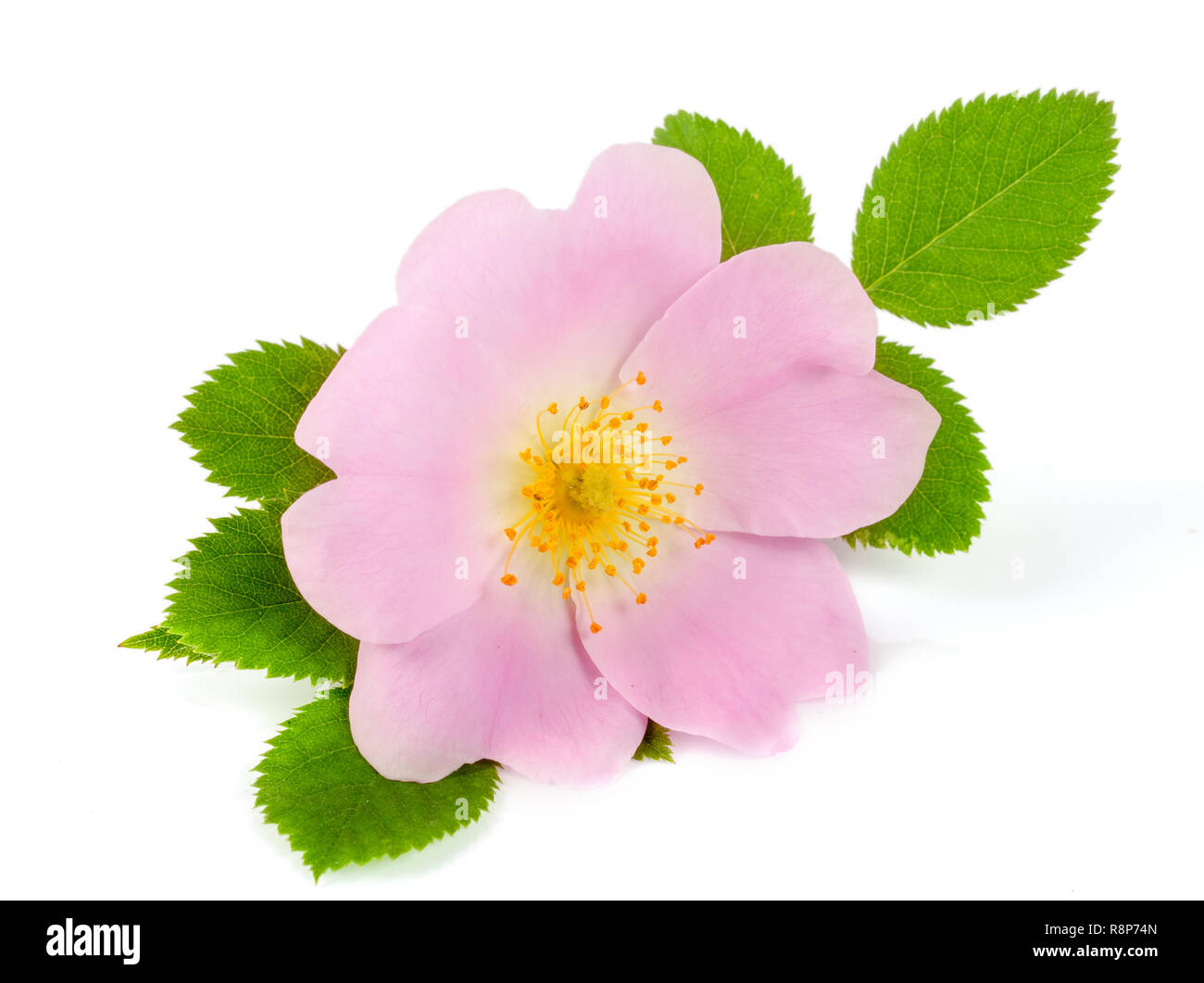 Rosehip flower with leaf isolated on white background Stock Photo - Alamy