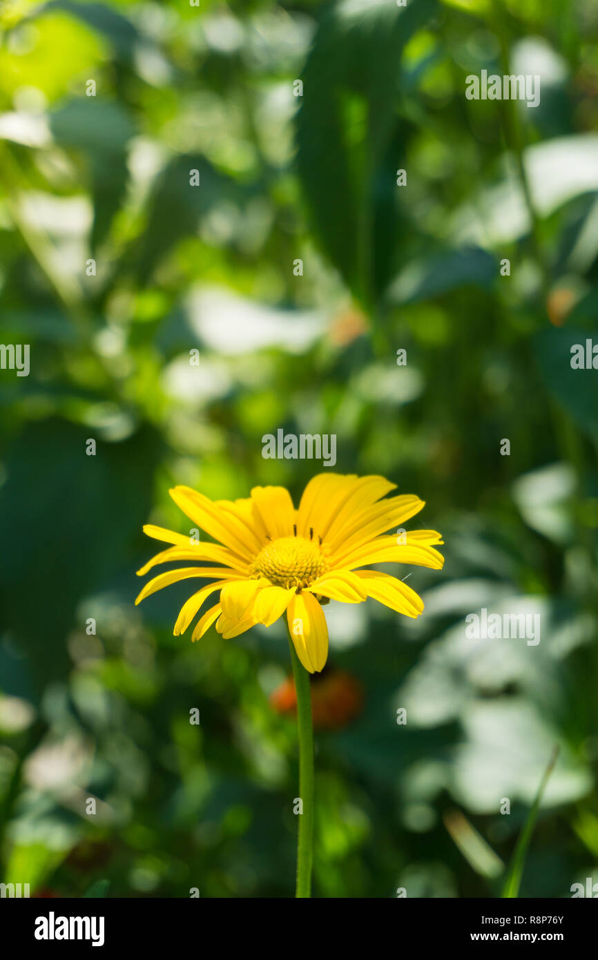 Golden yellow daisy flower hi-res stock photography and images - Alamy
