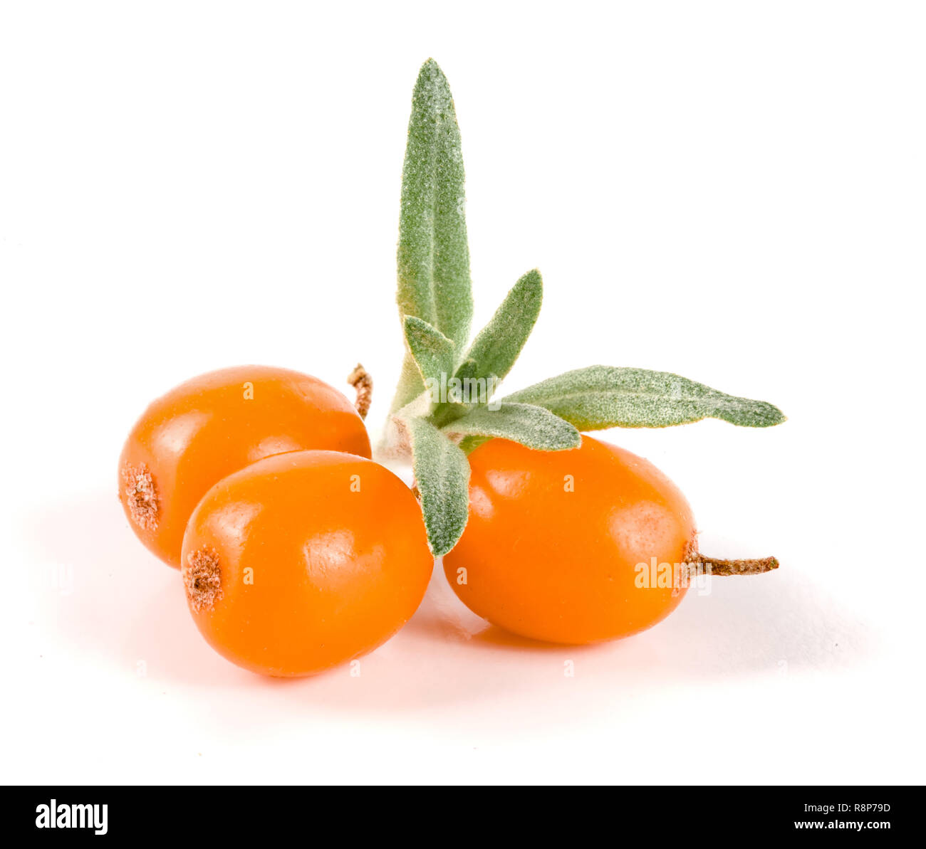 Sea buckthorn. Fresh ripe berry with leaves isolated on white ...