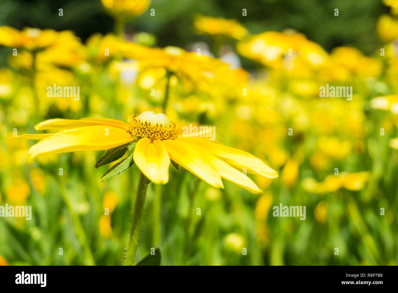 Golden yellow flower heads hi-res stock photography and images - Alamy