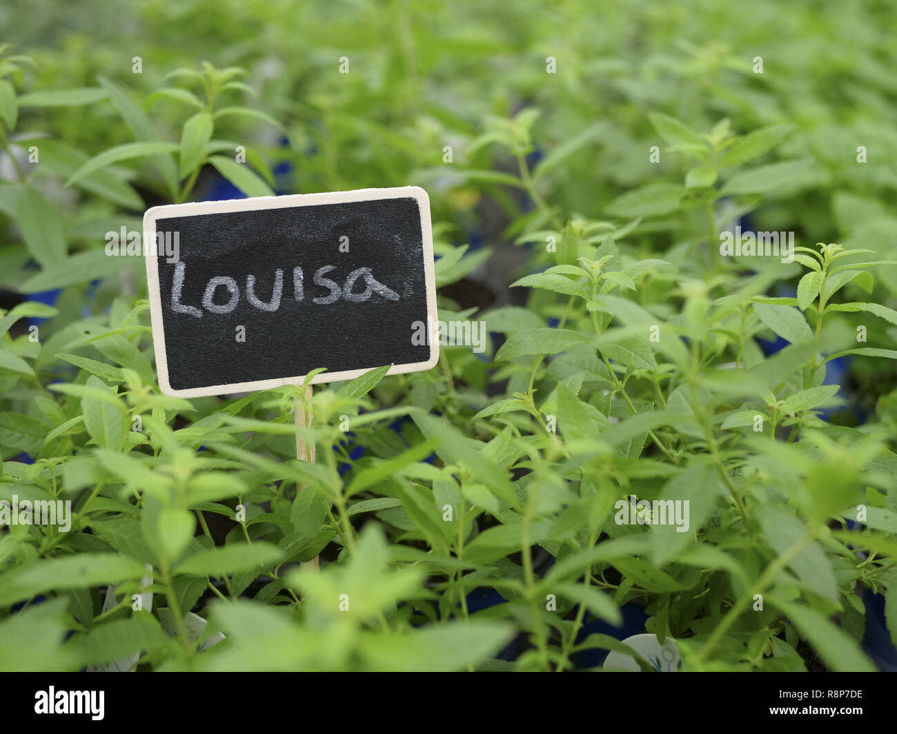 Fresh green Louisa plants with sign Stock Photo - Alamy