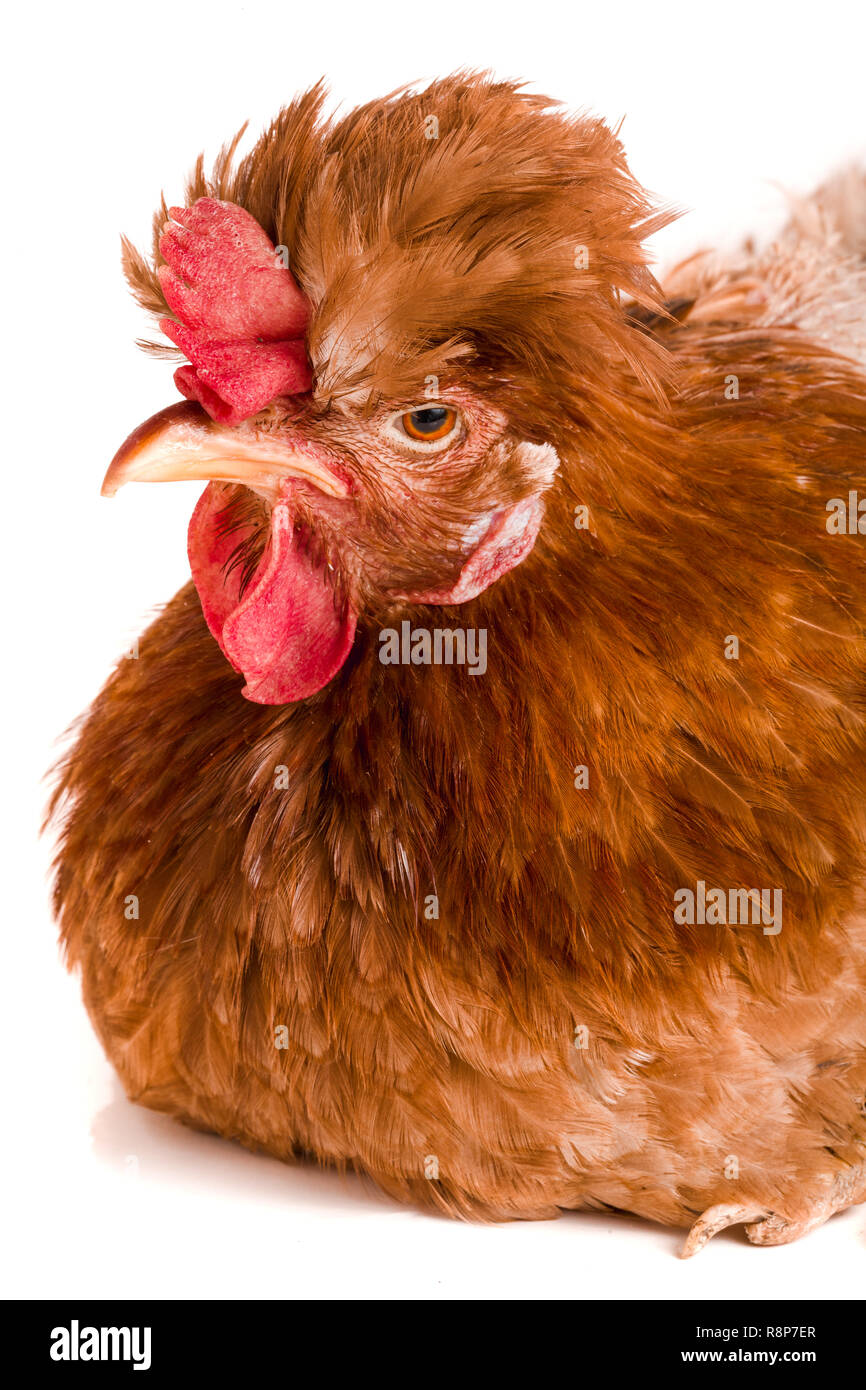 Portrait of a brown chicken isolated on white background Stock Photo ...