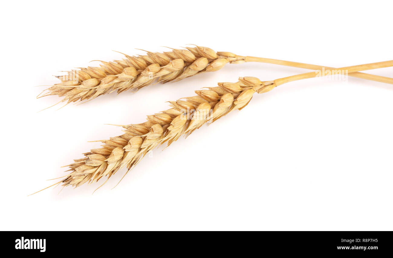 two ears of wheat isolated on white background. Top view Stock Photo ...