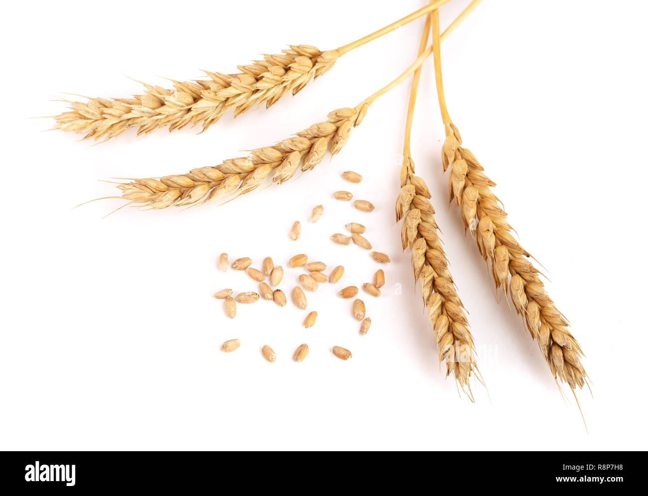 grain and ears of wheat isolated on white background. Top view Stock ...