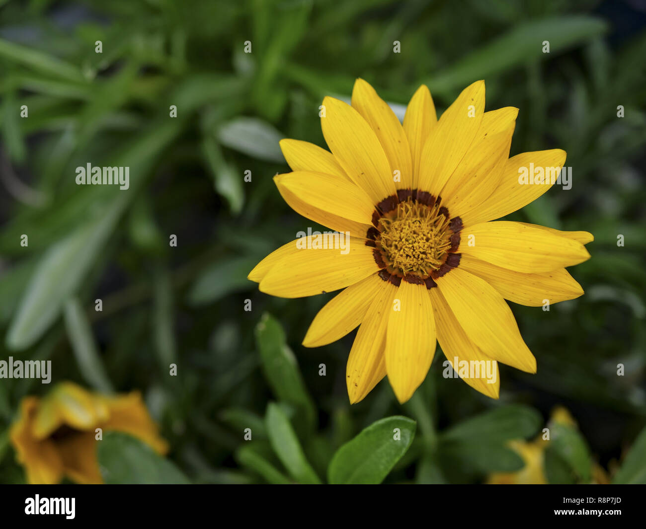 Big Daisy High Resolution Stock Photography and Images - Alamy