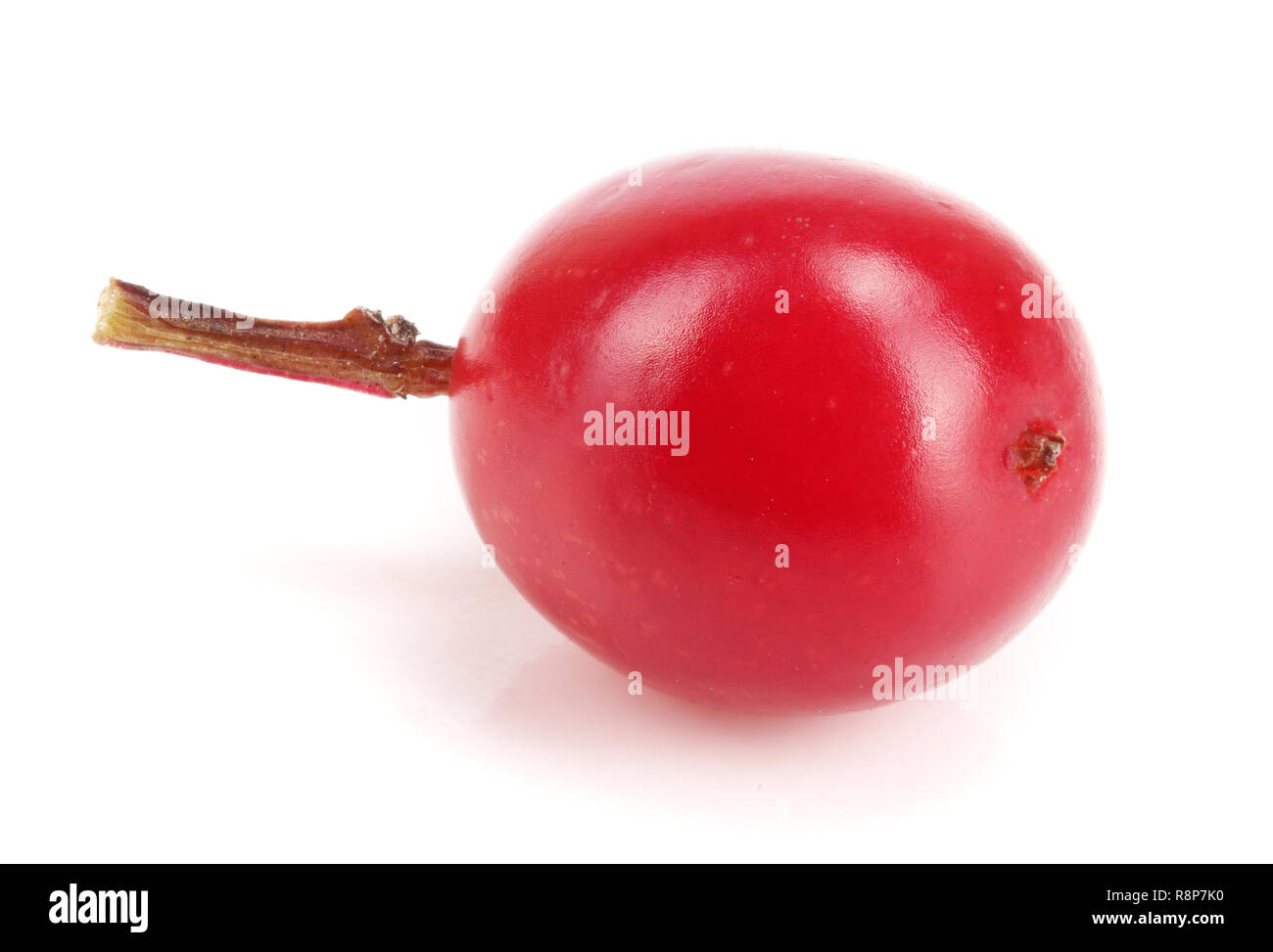 viburnum berry isolated on white background macro Stock Photo - Alamy