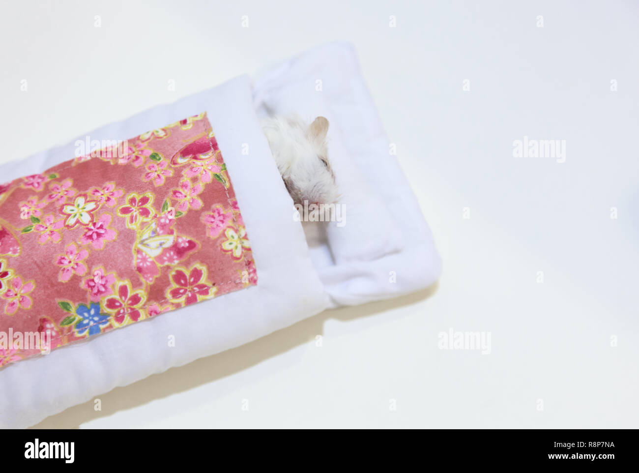 Winter White Hamster pet sleeping in deathbed on white background. Pet ...