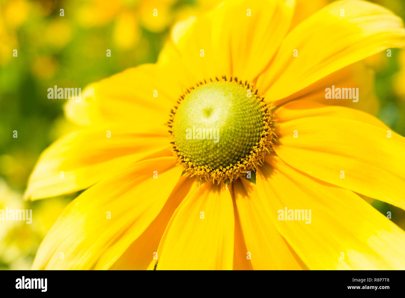 Golden yellow daisy flower hi-res stock photography and images - Alamy
